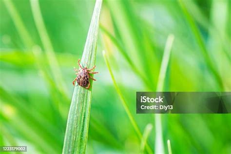 라임 보렐리아증 질환 또는 뇌염 바이러스 전염성 피부신동기 진드기 거미기생충 매크로 뇌염 여름의 햇빛에 녹색 잔디에 진드기 곤충을 감염 진드기에 대한 스톡 사진 및 기타