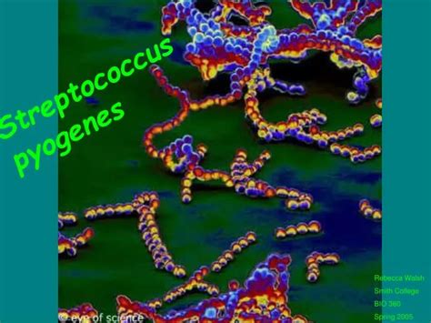 Ppt Streptococcus Pyogenes Powerpoint Presentation Id 291779