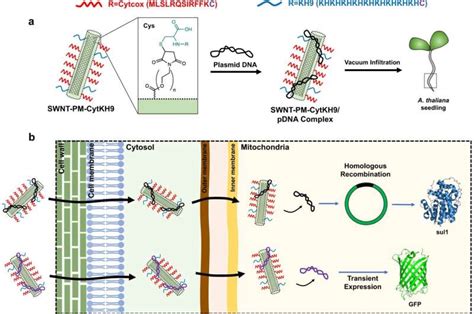 Delivering Genes Into Plant Mitochondria Using Polymer Coated Carbon Nanotubes Statnano