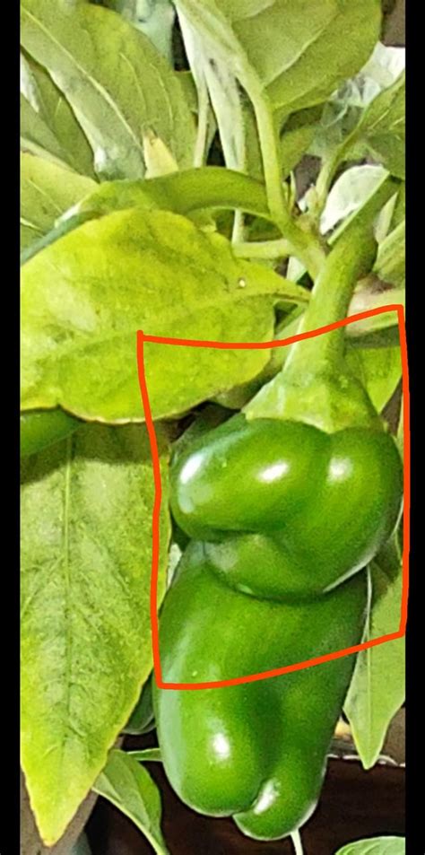is this a mutation r mutations