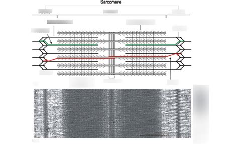 Skeletal Muscle Structure Diagram Quizlet