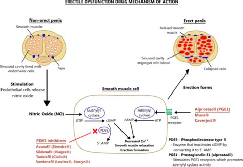 Block Pharm Review Flashcards Quizlet