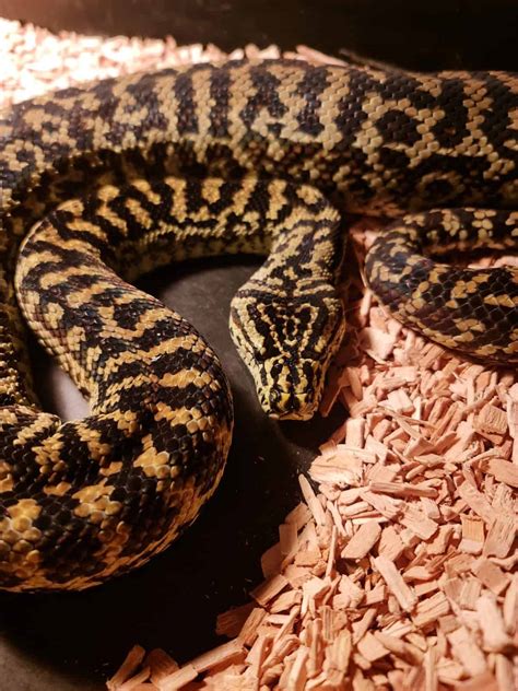 Carpet python S reptiles Le site pour les passionnés de reptiles