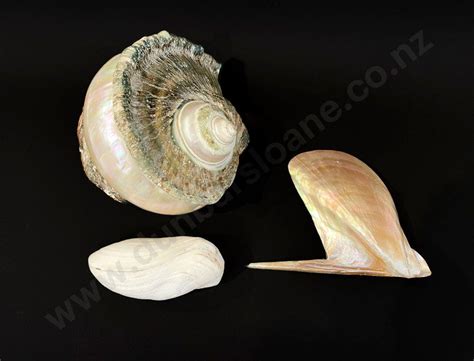 Shell Trio Conch And Two Clams Natural History Industry Science And Technology Shell Trio Conch And Two Clams Natural History Industry Science And Technology