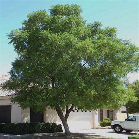 Plant Tree Garden Nursery Mesa Gilbert Queen Creek A P Nursery