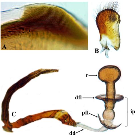 Fromundus Pygmaeus Dallas Egypt [qift Road] A Plectrum B