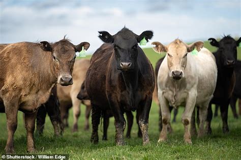 Sex Cows And Diet Coke The Wacky Questions Aussies Are Asking Ai In