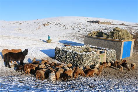 Ховд аймаг дахь Зэрэг сумын нутгийн зөвлөлөөс санаачлан “Малчиддаа тусалъя” хандивын аян зарлалаа