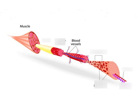 Intro To Ex Science EXAM 1 Diagram Quizlet