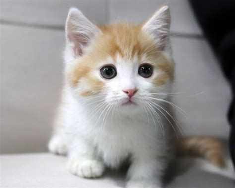 먼치킨숏레그먼치킨숏레그분양먼치킨분양먼치킨고양이분양치즈먼치킨분양먼치킨치즈분양먼치킨가정분양먼치킨숏레그가정분양