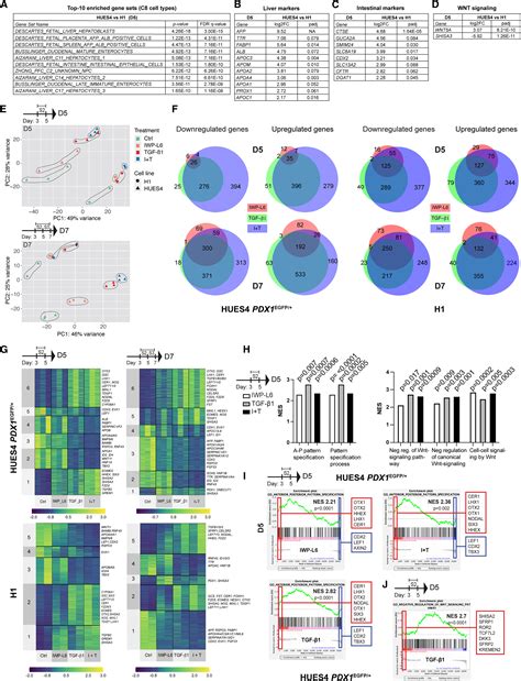 Tgf β Modulates Cell Fate In Human Es Cell Derived Foregut Endoderm By