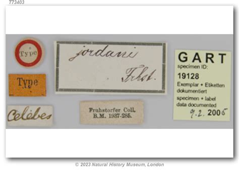 Papilio Jordani Type Specimens