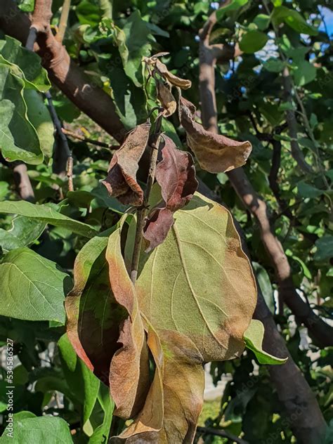 Fire Blight On A Quince Tree Caused By The Bacteria Erwinia Amylovora