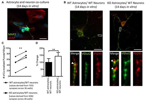 Frontiers Altered Developmental Expression Of The Astrocyte Secreted