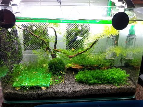 Crusty Red Shrimps Java Trimming Time