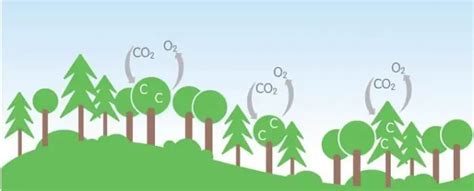 კლიმატის ცვლილების მიზეზები და შედეგები Გარემო