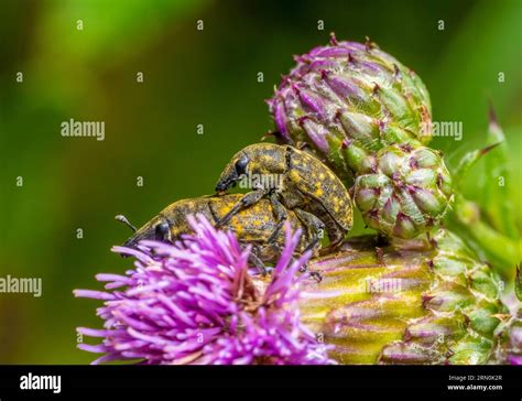 Low Angle Shot Showing Two Mating Canada Thistle Bud Weevils On A Thistle Flower Head Stock