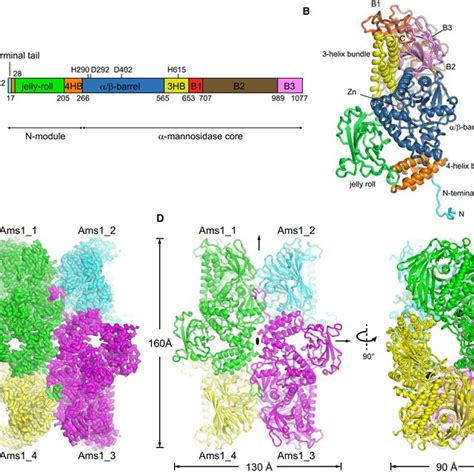 Cryo‐em Structure Of The Spams1 Tetramer A Domain Diagram Of Spams1 Download Scientific