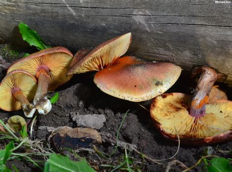 Gymnopilus Luteofolius Mushroomexpertcom