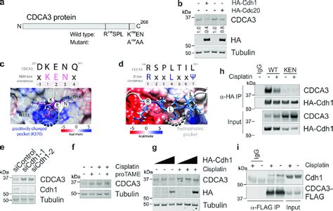 Cdca3 Avoids Apc C Cdh1 Mediated Degradation Following Exposure To