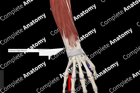 Extensor Digiti Minimi Complete Anatomy