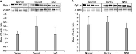 Western Blot Shows The Amount Of Cytochrome C Which Was Released Into