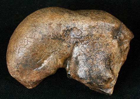 2 4 Fossil Manatee Ear Bone Florida 16183 For Sale