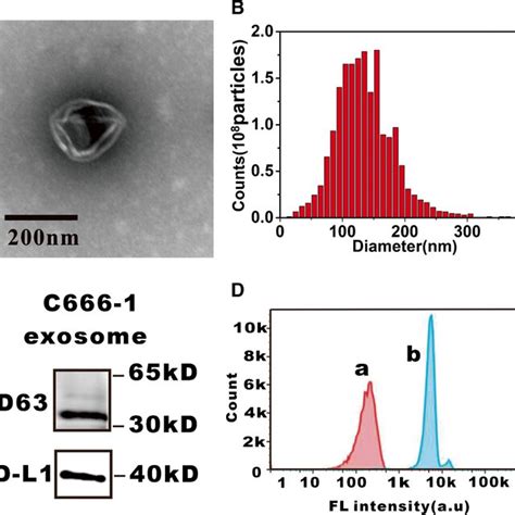Characterization Of Exosomes A The Tem Imagine Of Exosome B The Download Scientific