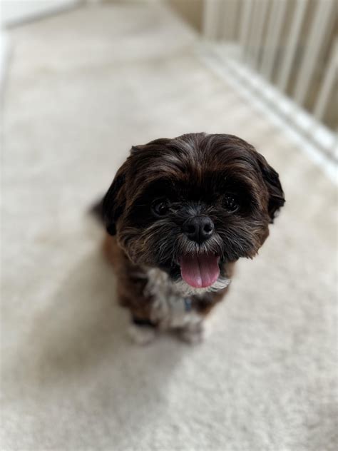 The Face Of A Gremlin R Shihtzu