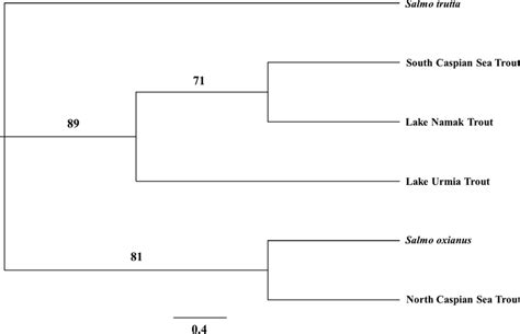 species tree reconstructed for 22602 snp data set using svdquartets