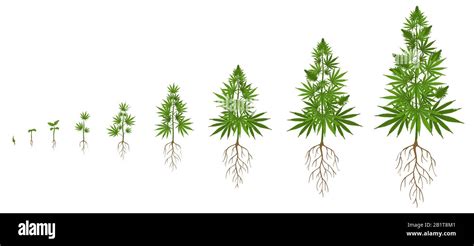 Weed Root Stock Vector Images Alamy