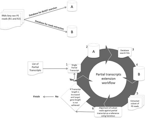 figure 1 from extension of partial gene transcripts by iterative