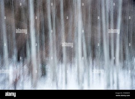 Icm Intentional Camera Movement Creating A Impressionistic Rendering Of Tress And Bushes The