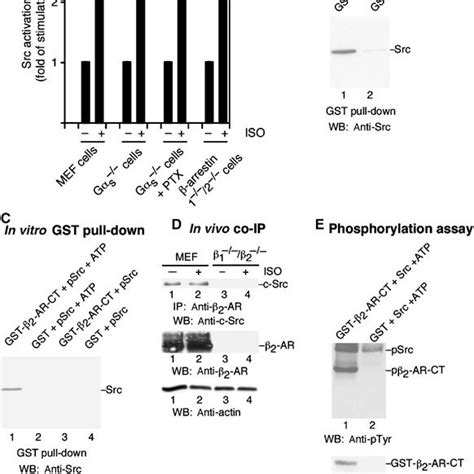 Direct Interaction Between Src Proteins And B 2 Ar A Stimulation