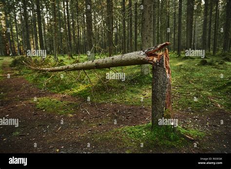 Broken Tree Trunk In Pine Forest Stock Photo Alamy