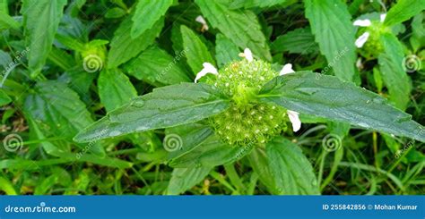 Leucas Aspera White Flower Royalty Free Stock Image 159892018