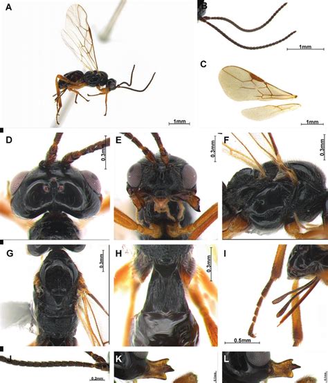 A L Alysia Erecta Sp Nov A Habitus Lateral View B Antennae C Download Scientific Diagram