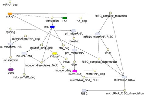Developing A Synthetic Circuit To Control Gene Dosage Variation Matlab And Simulink