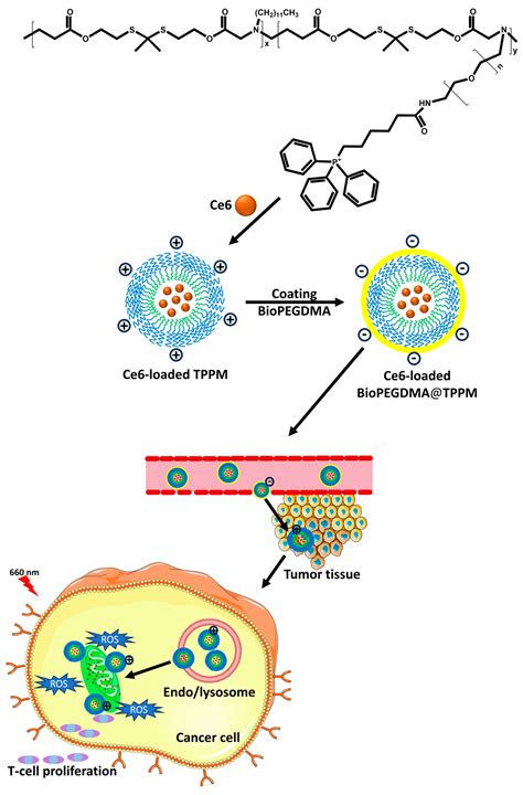 Biomedicines Free Full Text Tumor Microenvironment Responsive Drug Delivery Based On