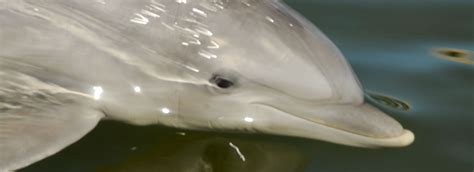 Natural History Dolphin Research Center