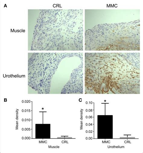 Expression And Distribution Of Bladder Cleaved Caspase 3 At E22 A