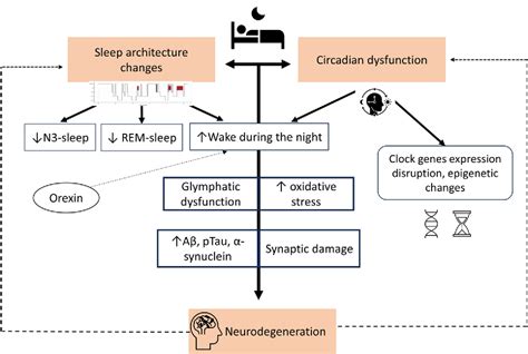 Figure 1 From The Bidirectional Relationship Between Sleep And