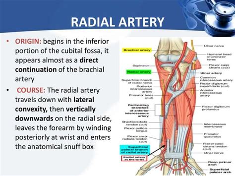 Cubital Fossa And Vessels Of Forearm Pdf