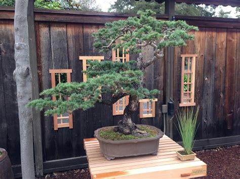 Explore The Beauty Of Bonsai Trees At Amazing Bonsai Trees Blog Bonsai