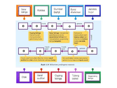 Mekanisme Pendengaran Tingkatan 3 Sains Bab 1 Labelled Diagram