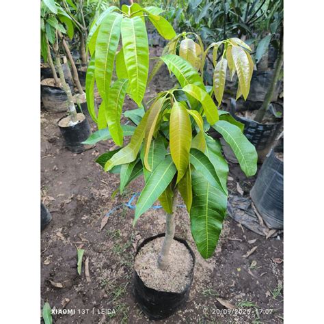 Jual Bibit Mangga Kombinasi 3in1 Yuwen6kiojaymahatirbatang Jumbo