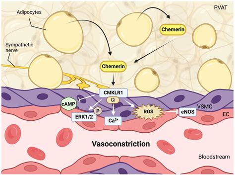 Chemerin Induced Vasoconstriction Involves Both Direct Effects Via Its
