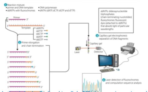 1inquiry Question Can Population Genetic Patterns Be Predicted With Any Accuracy Flashcards
