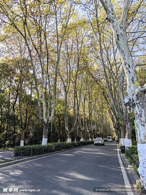 梧桐大道 摄影图国内旅游旅游摄影摄影图库昵图网