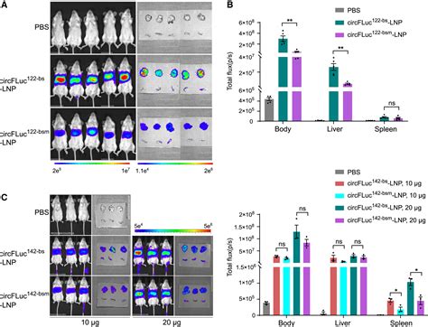 Development And Characterization Of A Mirna Responsive Circular Rna